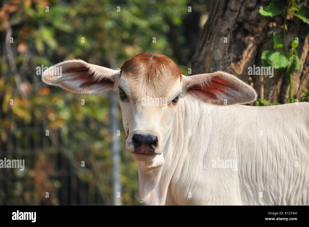 American Brahman