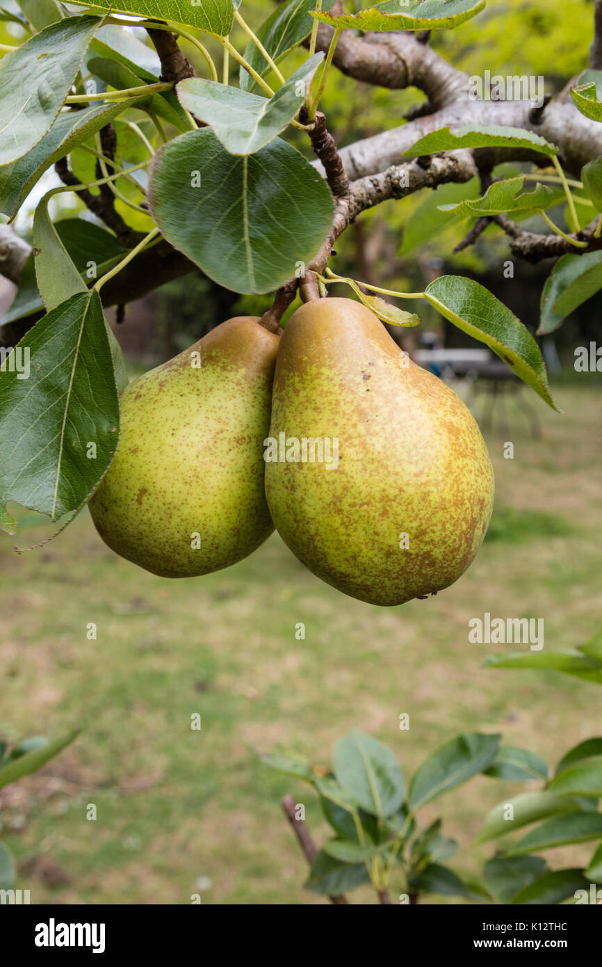 Pairs of Pears. Conference Pears growing on a espalier in pairs in a ...