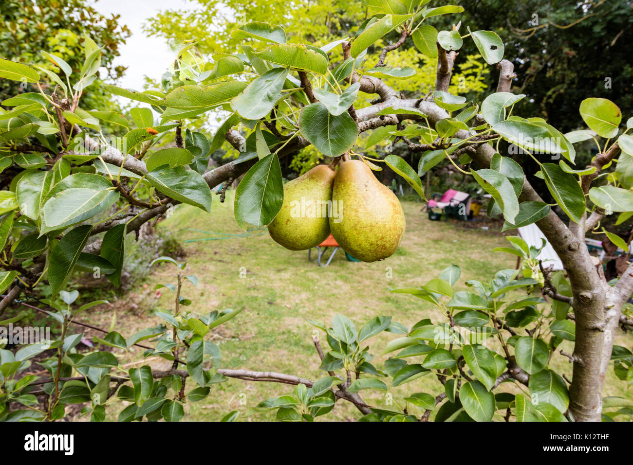 Pairs of Pears. Conference Pears growing on a espalier in pairs in a ...