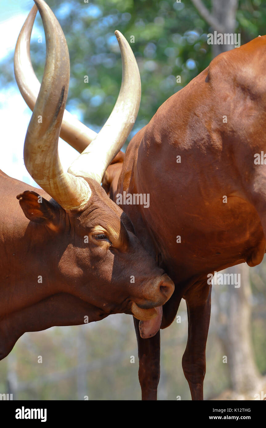 The Ankole-Watusi is living in the savannas and open grasslands, their ...