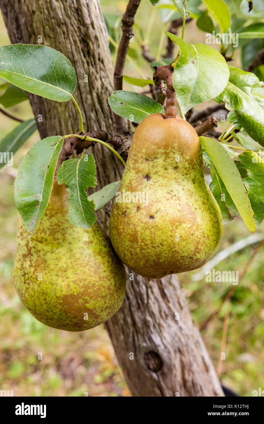 Conference pairs hi-res stock photography and images - Alamy