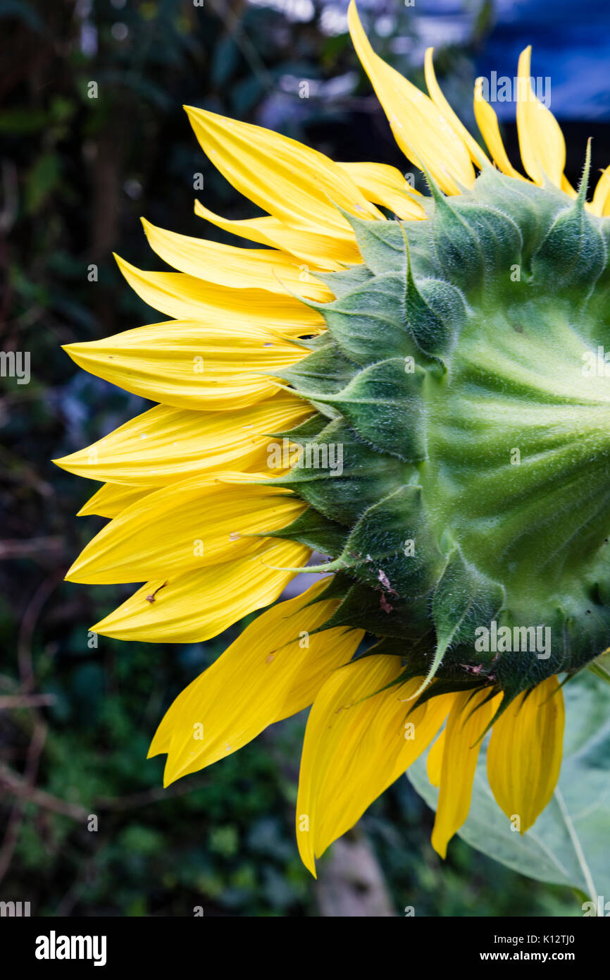 Rear view sunflower hi-res stock photography and images - Alamy