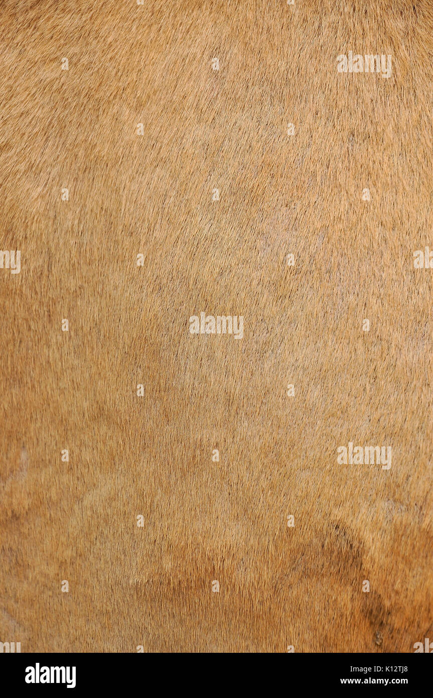 leathery skin to protect the camel's skin in vital emergencies such as ...