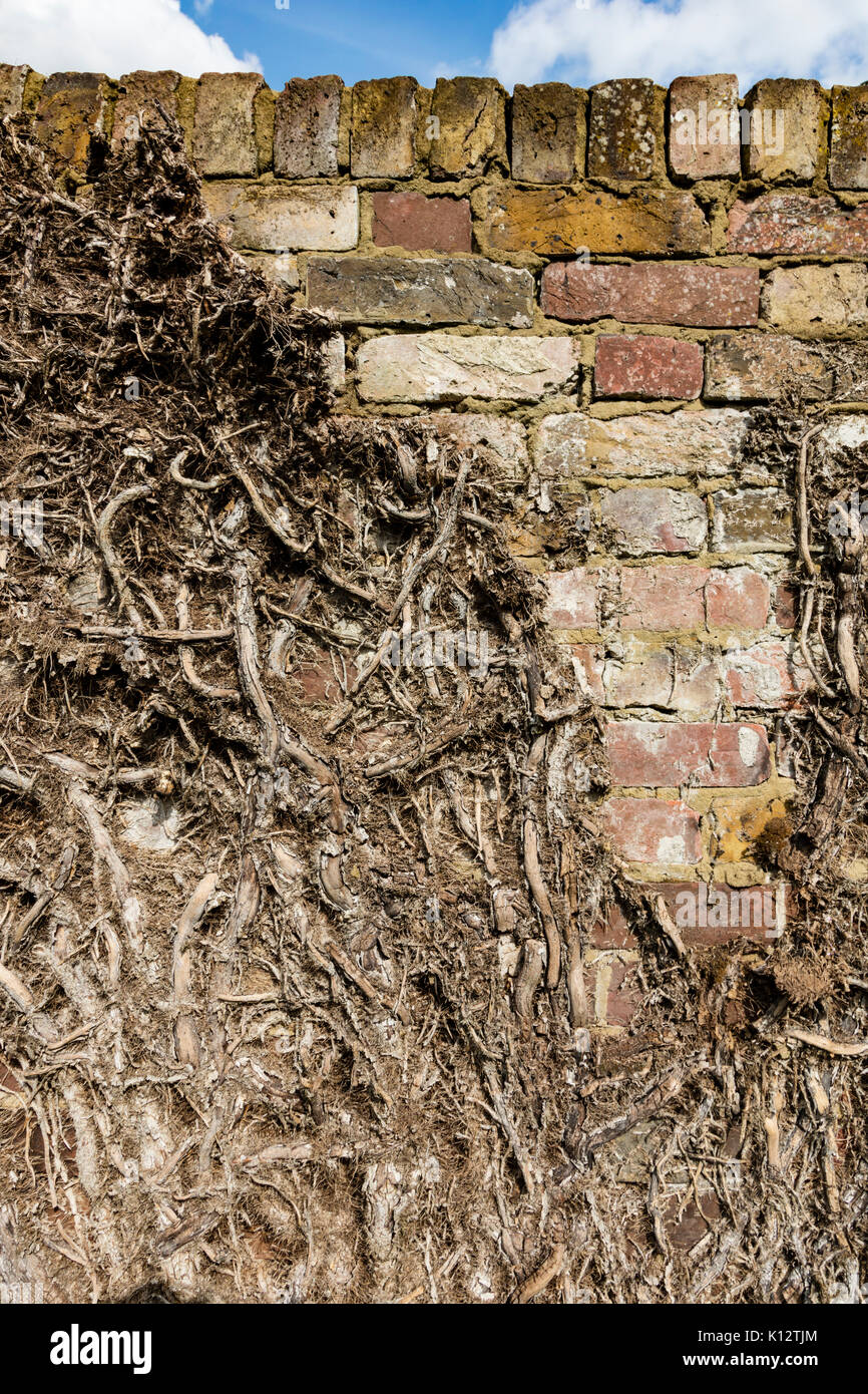 Dead ivy on a red brick wall in need of repointing, Herne, Kent, UK ...