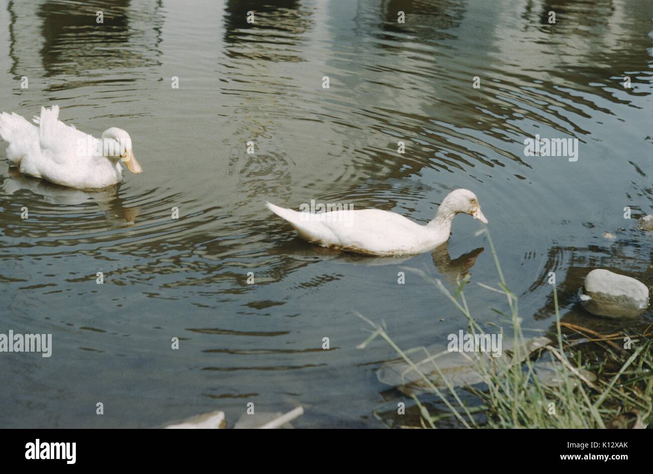 Two white ducks in a pond, Japan, 1952 Stock Photo - Alamy