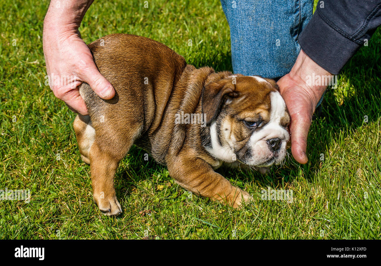 Man's hands holding on the grass, a beautiful, eight weeks old, red ...