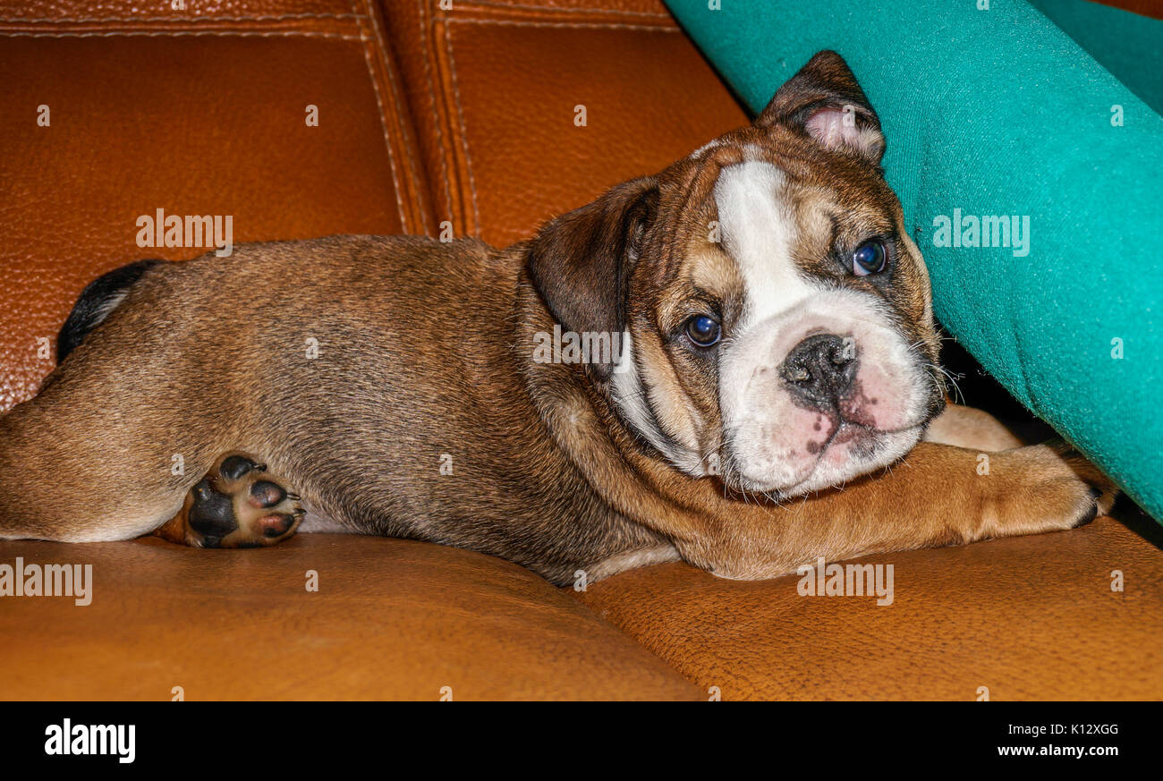 English Bulldog Mask
