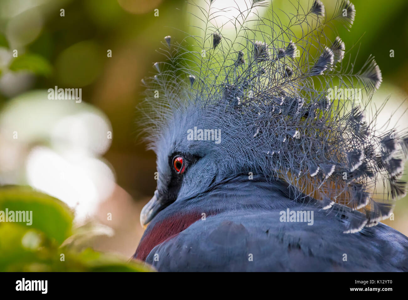 A single Victorian Crowned Pigeon displaying its' head plumage Stock ...