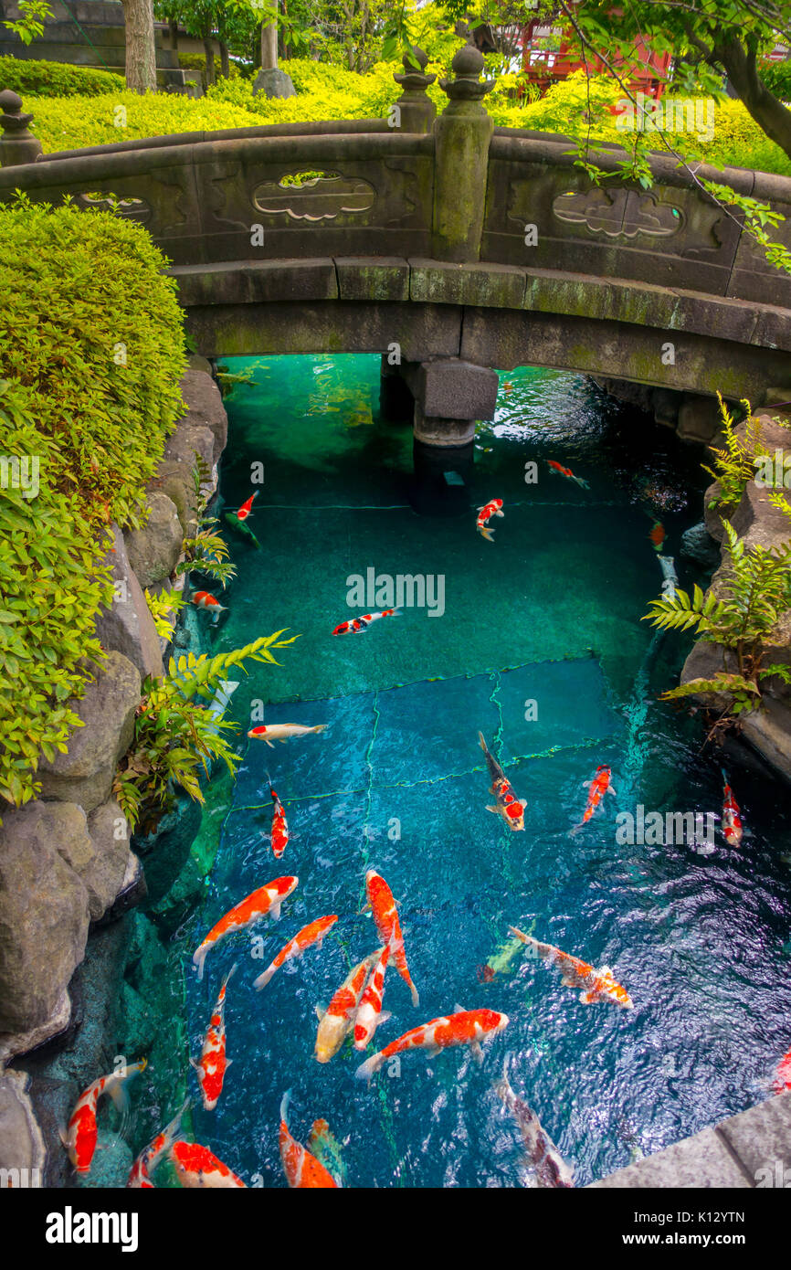 Beautiful Koi Fish Pond