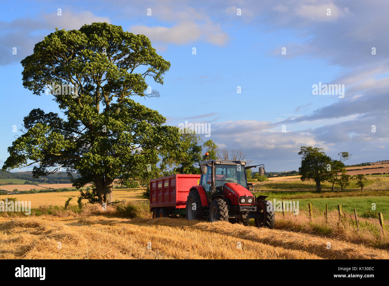 Massey Ferguson 5455 Tractor Stock Photo - Alamy