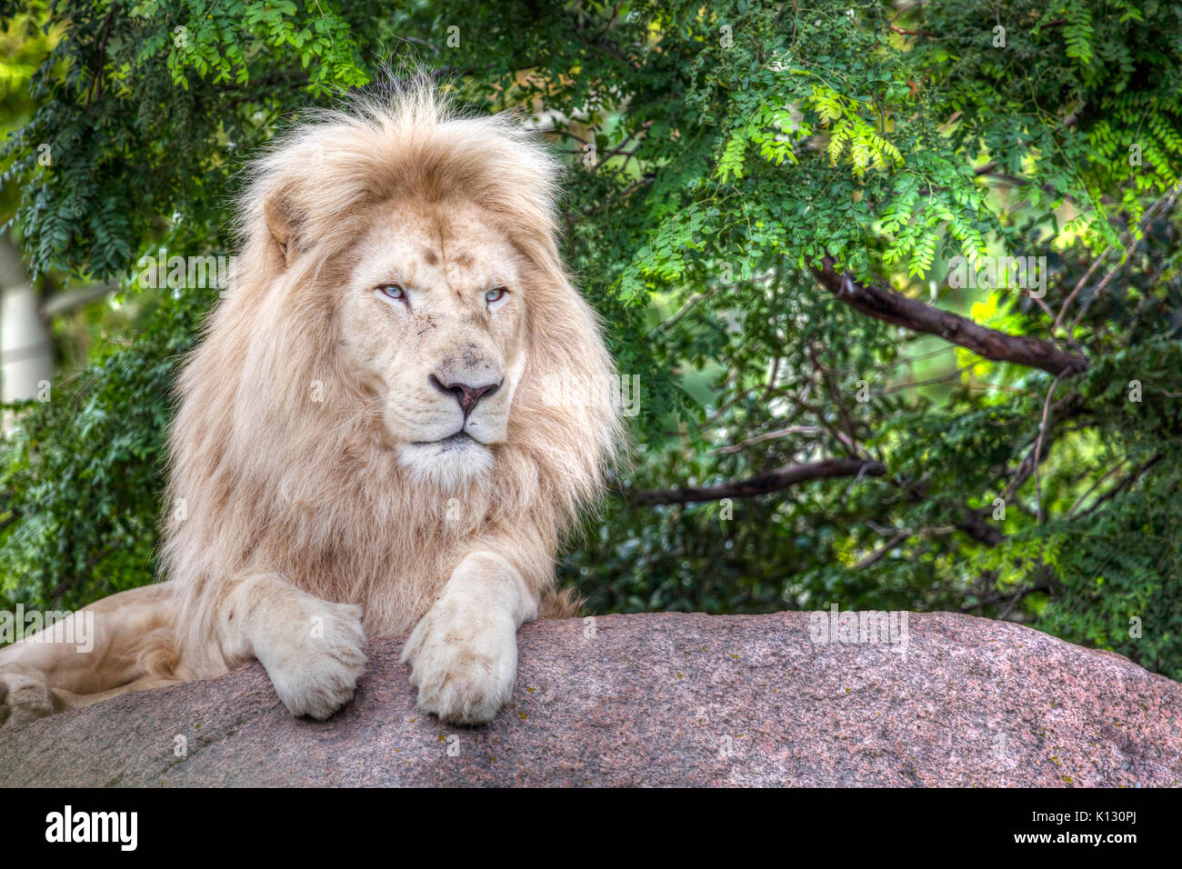 White Lion on a lazy summer day, resting Stock Photo - Alamy