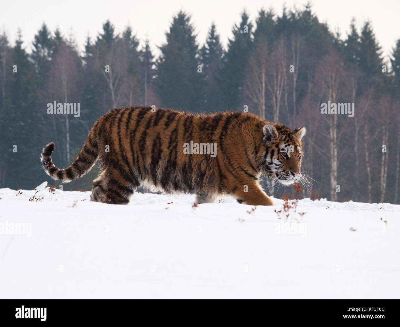 Siberian tiger tracing prey on snow in winter russian taiga - Panthera ...