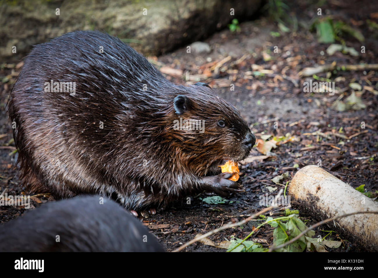 Eurasian Beavers Stock Photos & Eurasian Beavers Stock Images - Alamy
