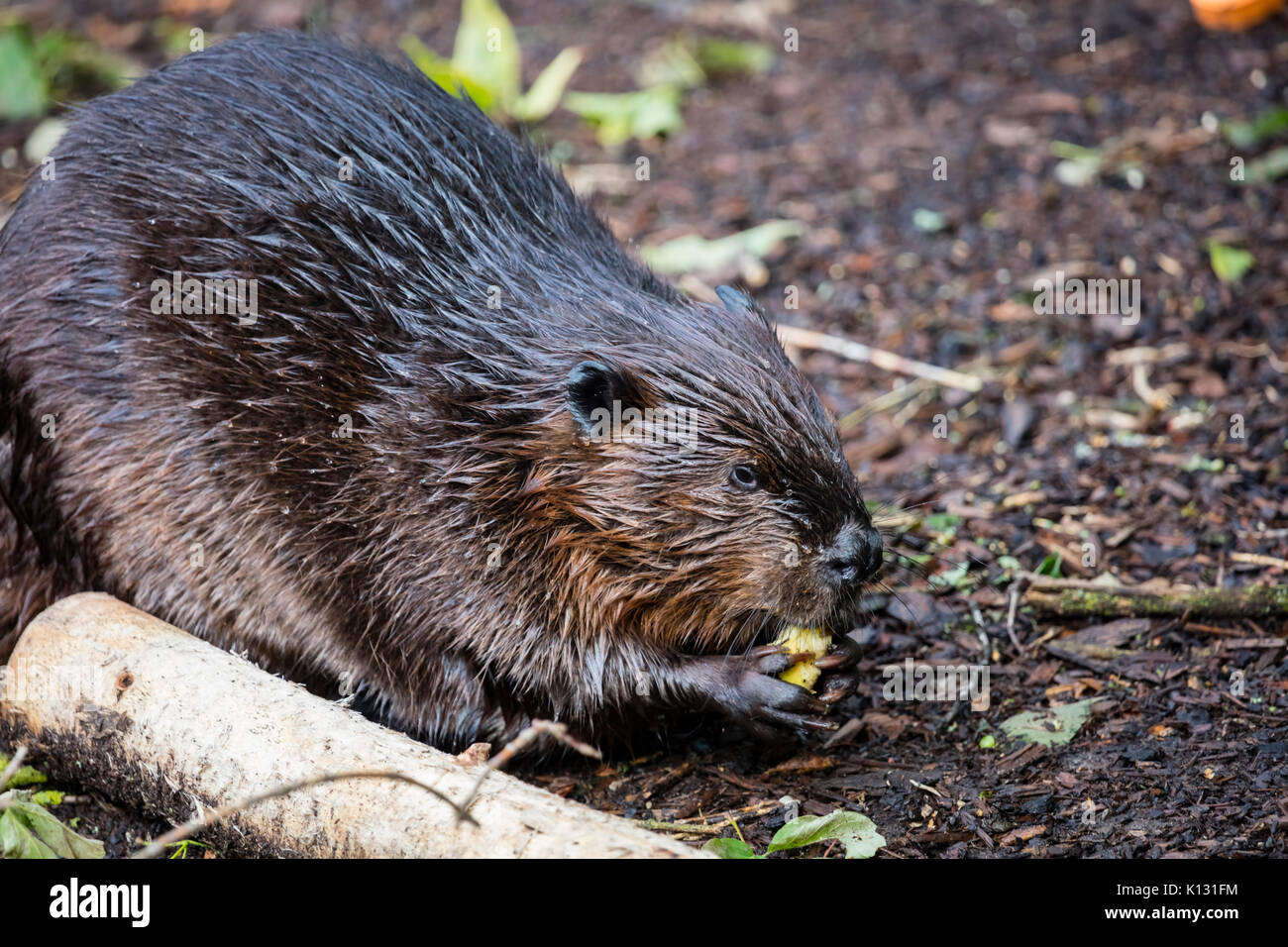 A Eurasian beaver of North America, Canada Stock Photo - Alamy