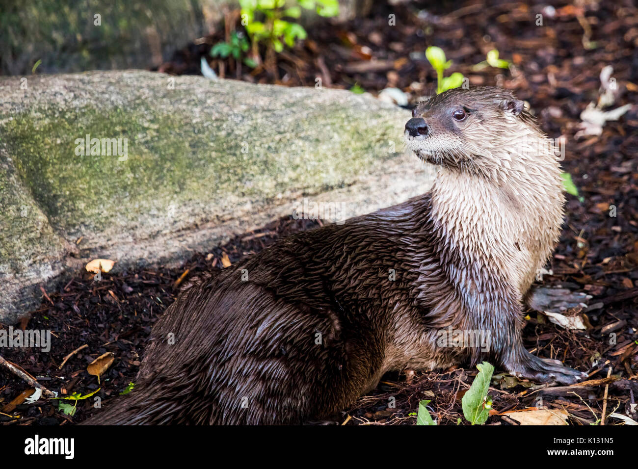 The North American River Otter on the riverbank Stock Photo - Alamy