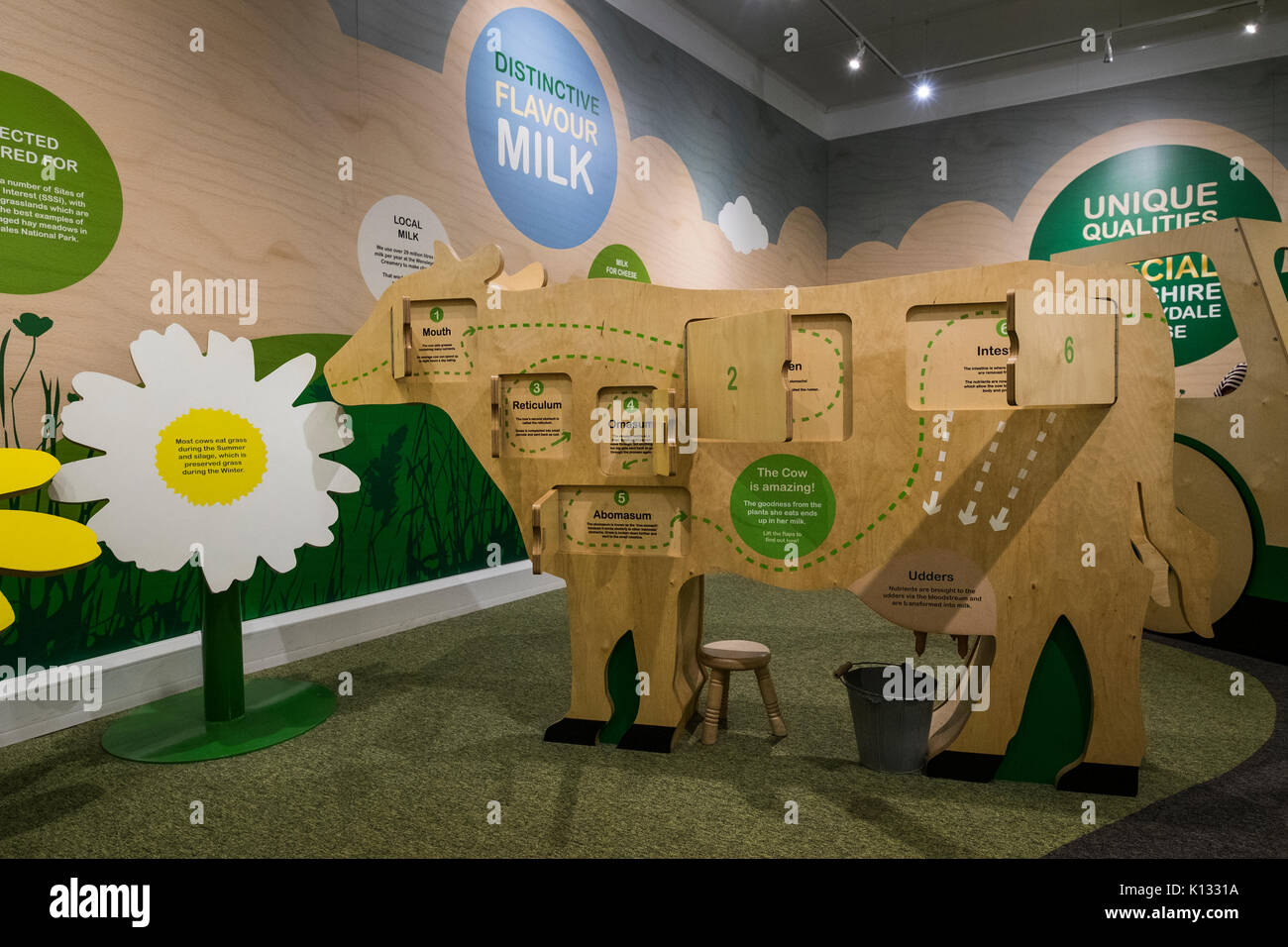 Cows Digestive System Hi Res Stock Photography And Images Alamy