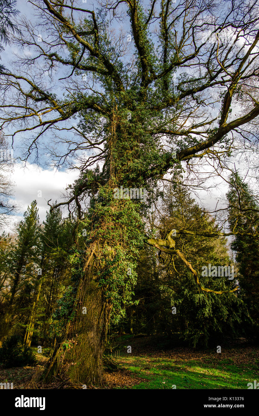 Amazing trees hi-res stock photography and images - Alamy