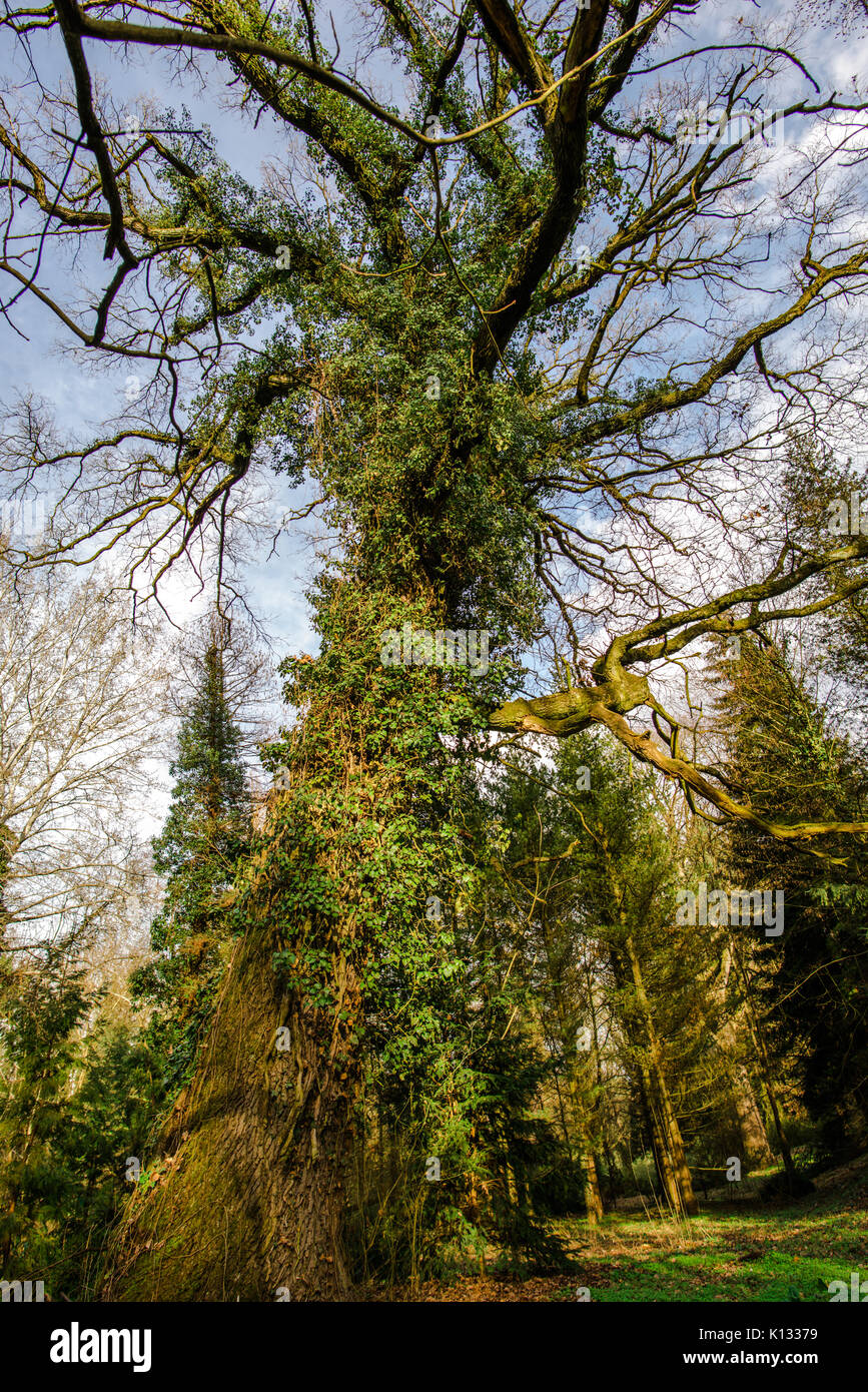 Amazing trees hi-res stock photography and images - Alamy