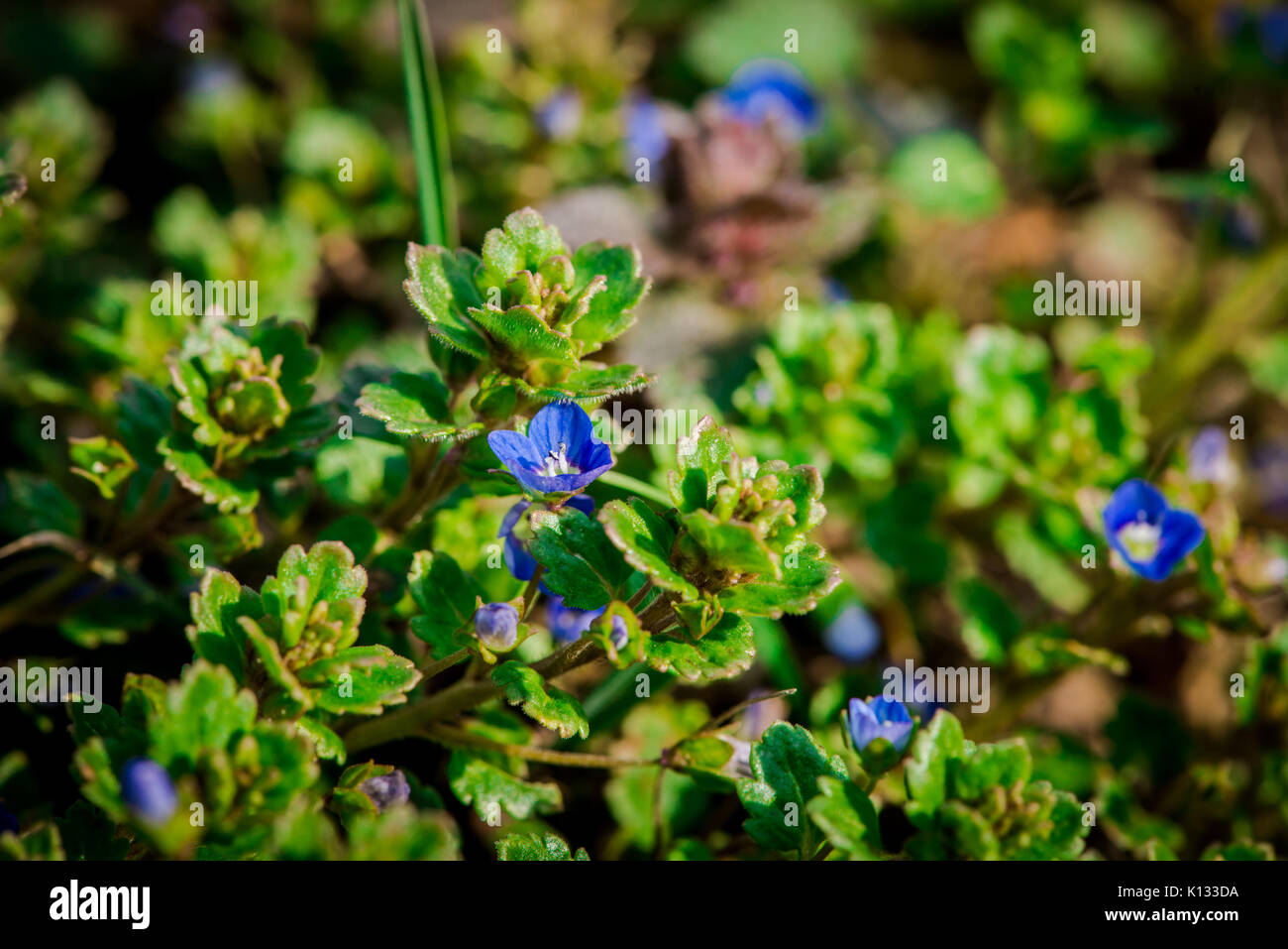 Beautiful spring flowers Stock Photo - Alamy