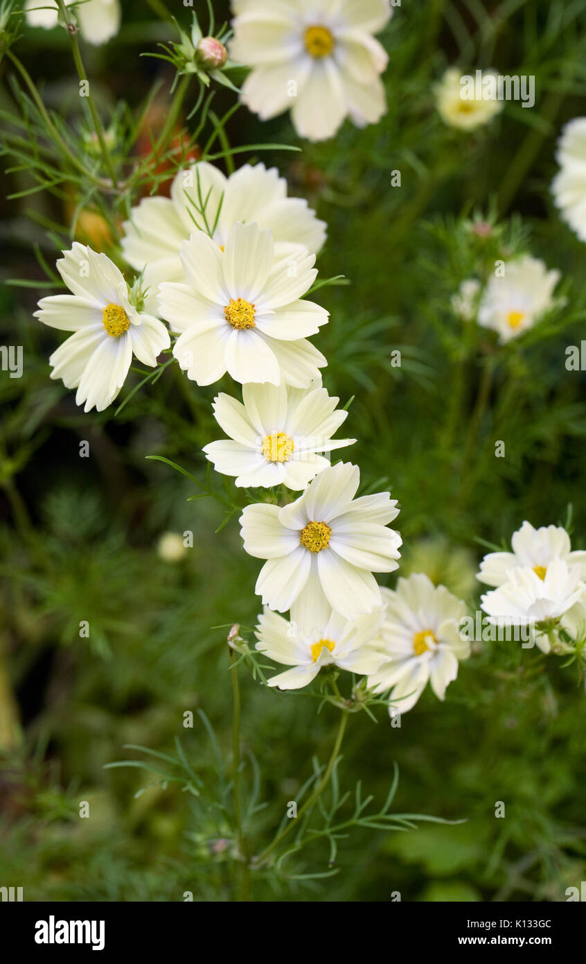 Cosmos xanthos hi-res stock photography and images - Alamy
