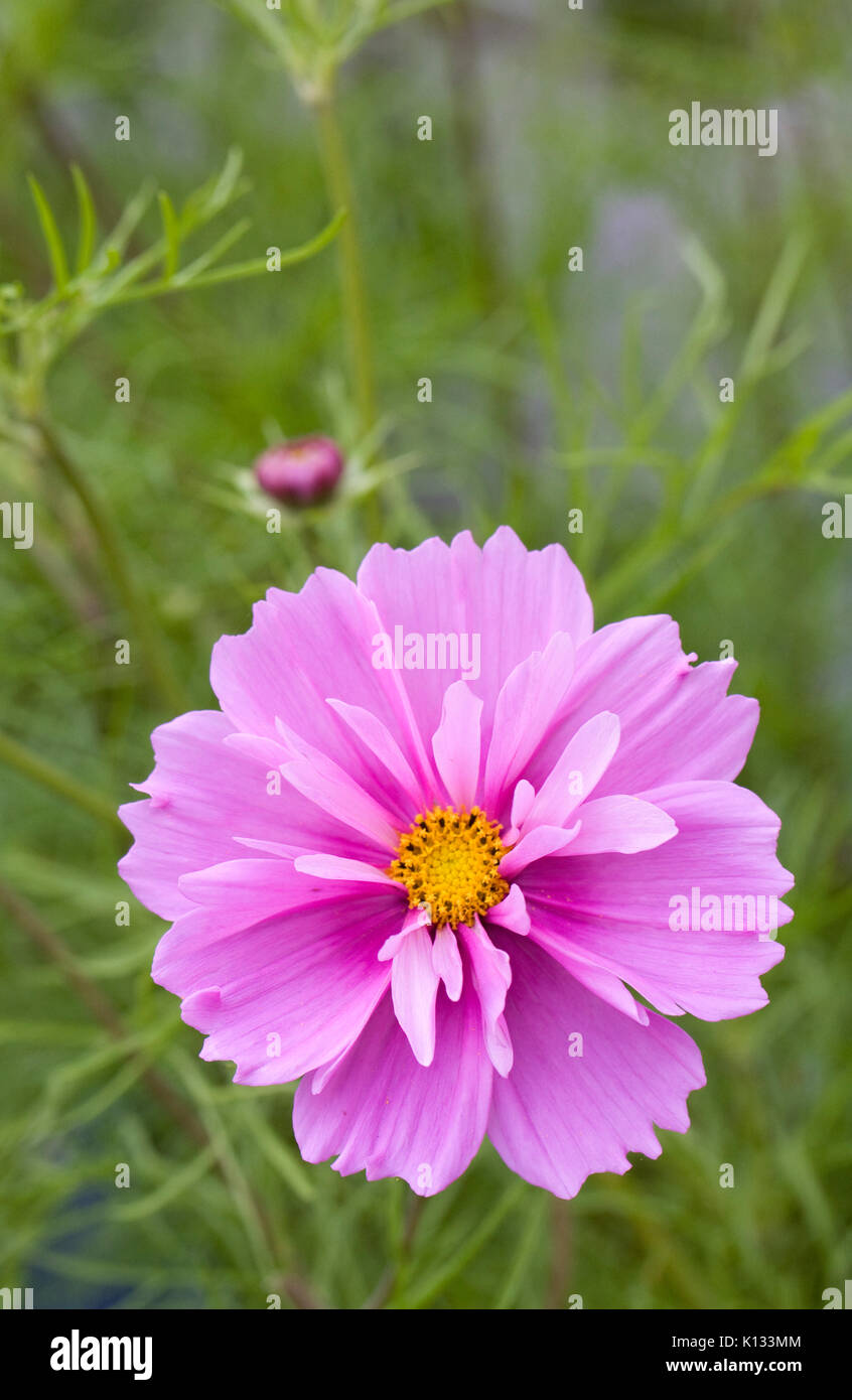 Cosmos bipinnatus 'Fizzy Formula Mixture' Stock Photo - Alamy