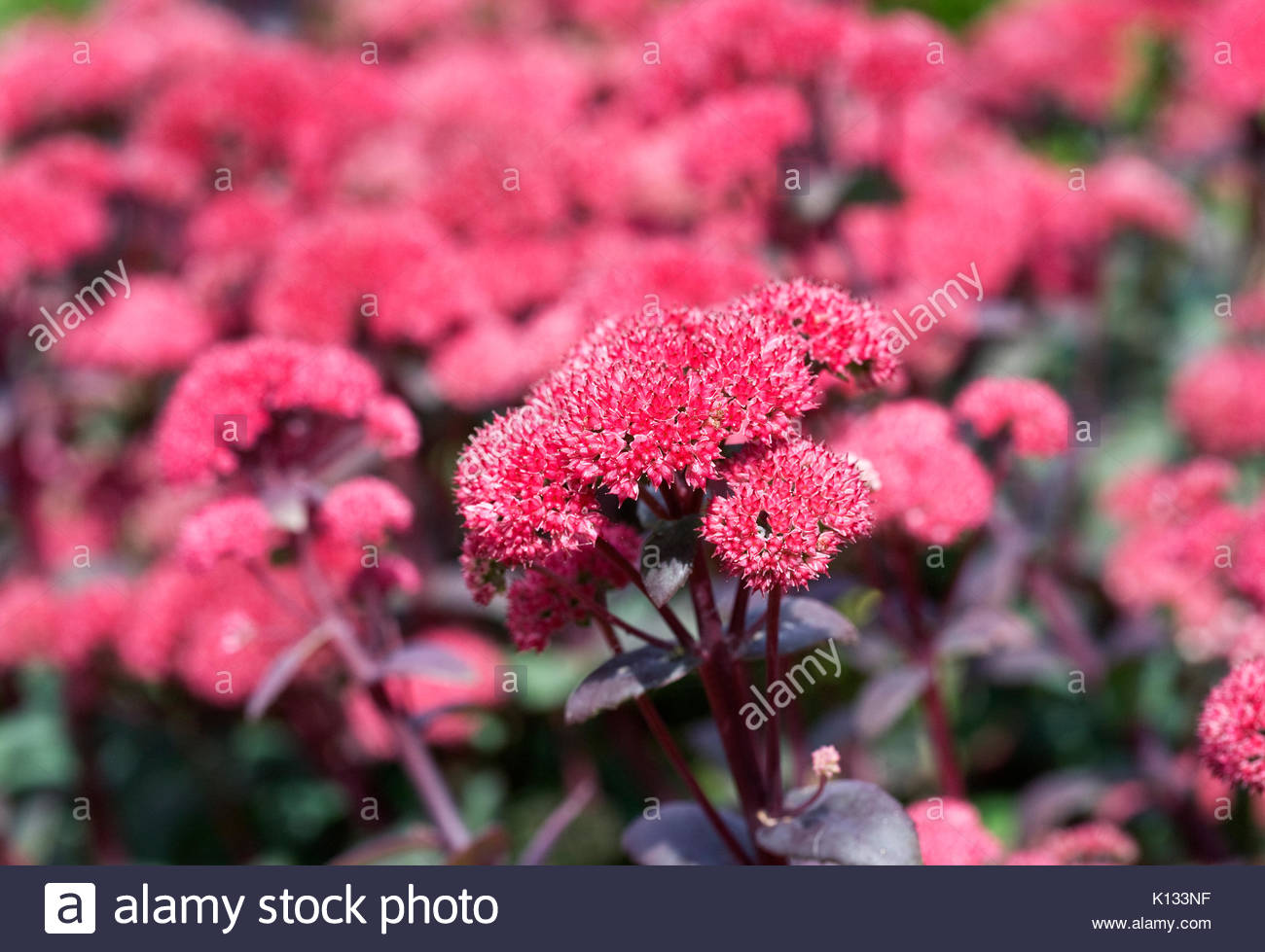 Cauli Flower High Resolution Stock Photography and Images - Alamy