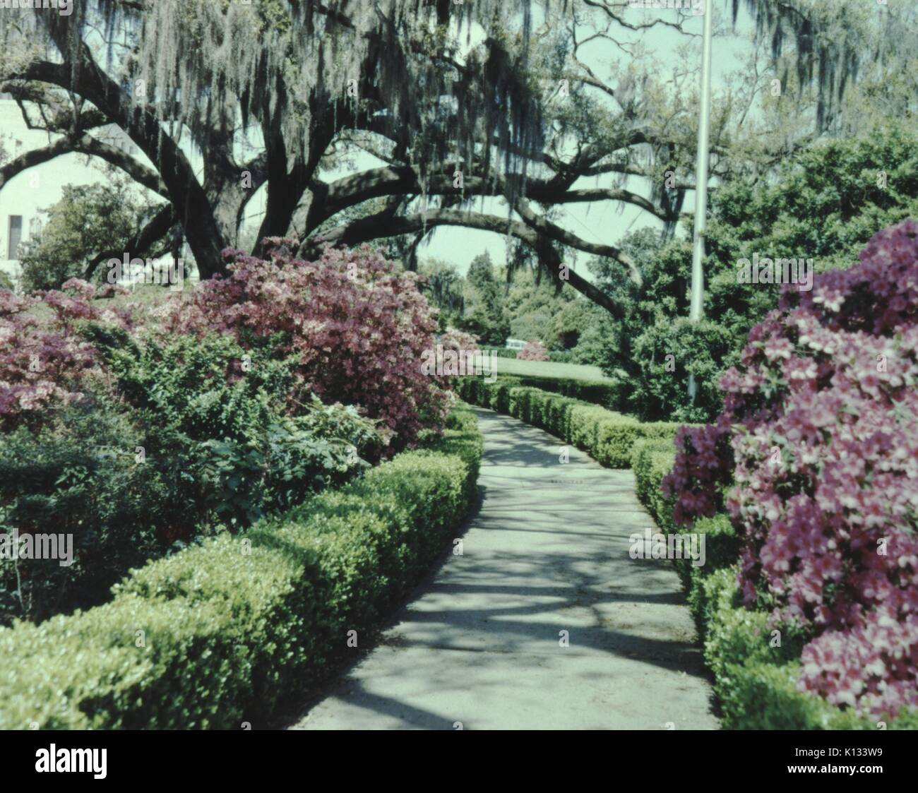 Spring azaleas and Spanish moss in gardens at Louisiana State Captiol ...