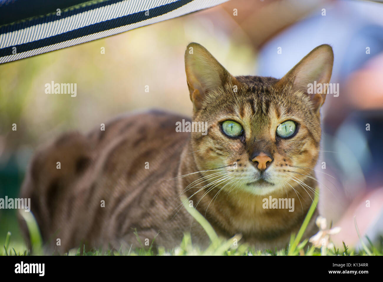 Bengal house cat outside in the garden Stock Photo - Alamy