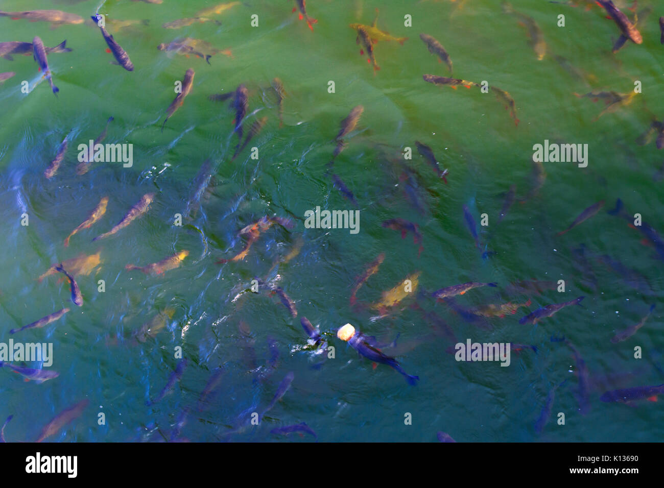 Fish catfish and ide live in ponds to cool the Chernobyl nuclear power ...