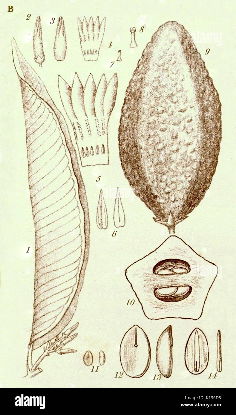 ácida hi-res stock photography and images - Alamy