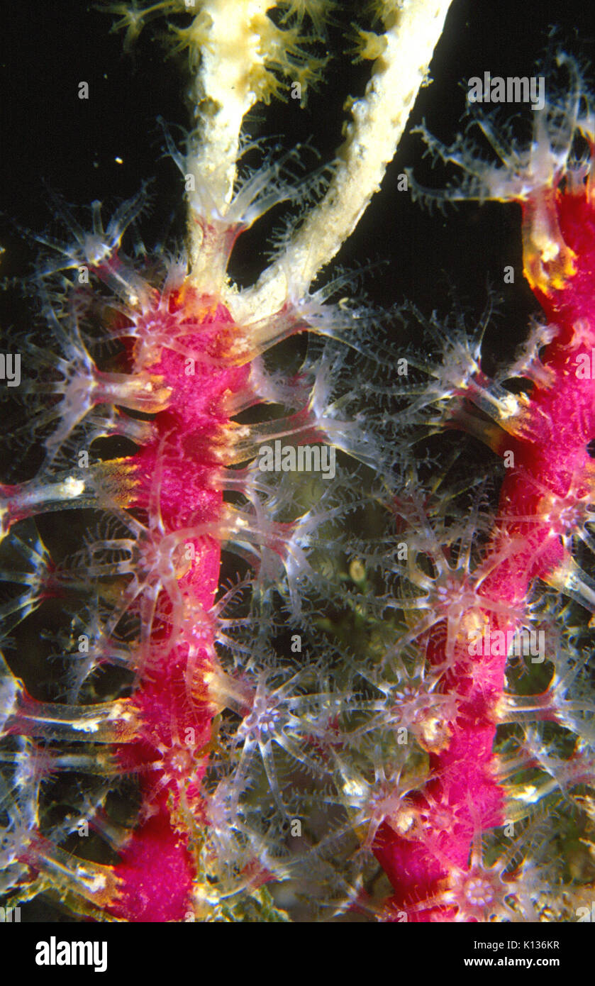 Alcyonium coralloides (Pallas, 1766) var. rouge 2 Stock Photo - Alamy