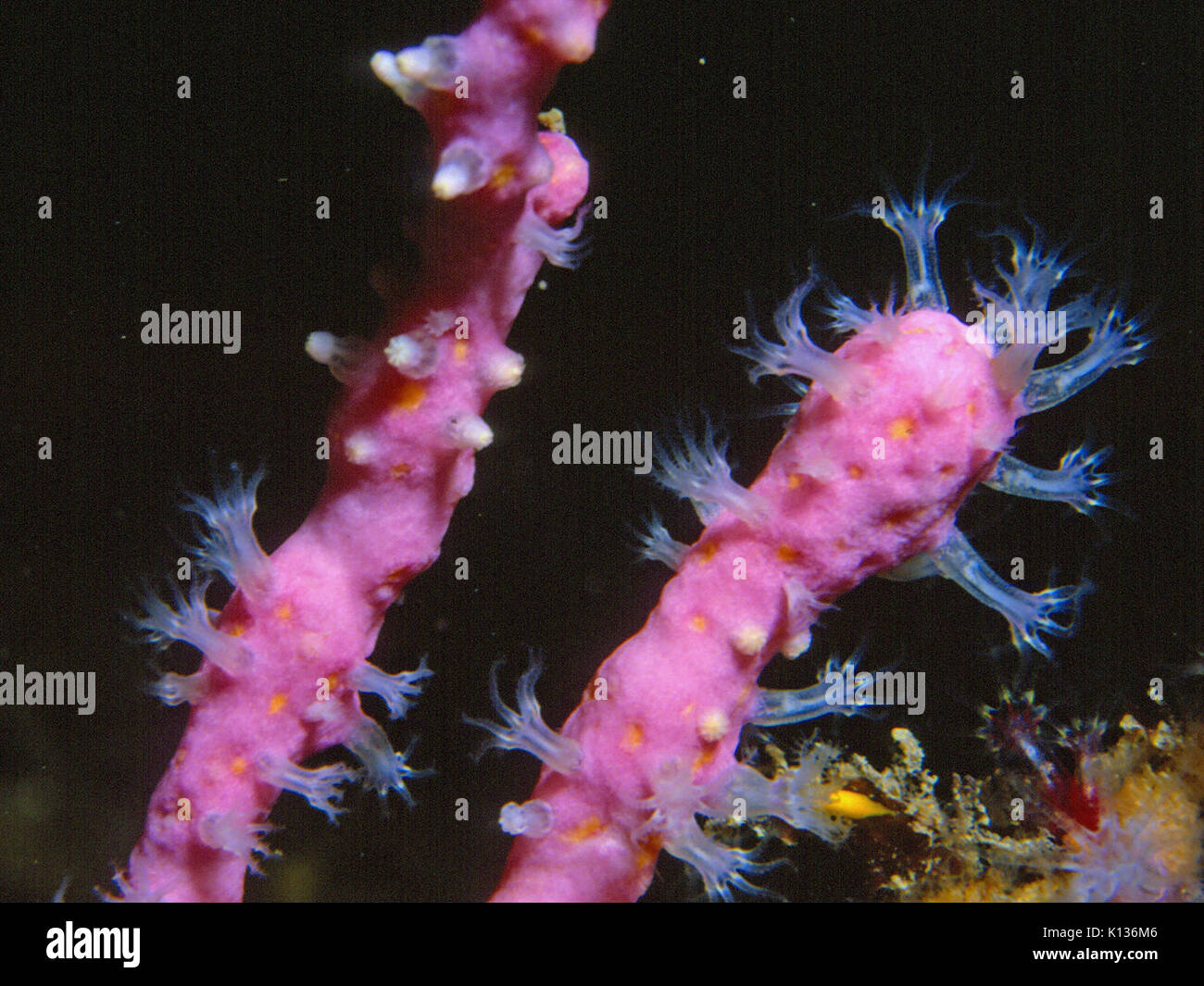 Alcyonium species hi-res stock photography and images - Alamy