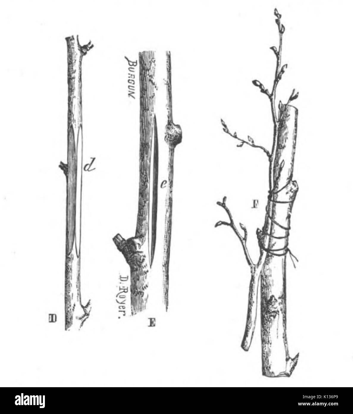 Greffer Cut Out Stock Images & Pictures - Alamy