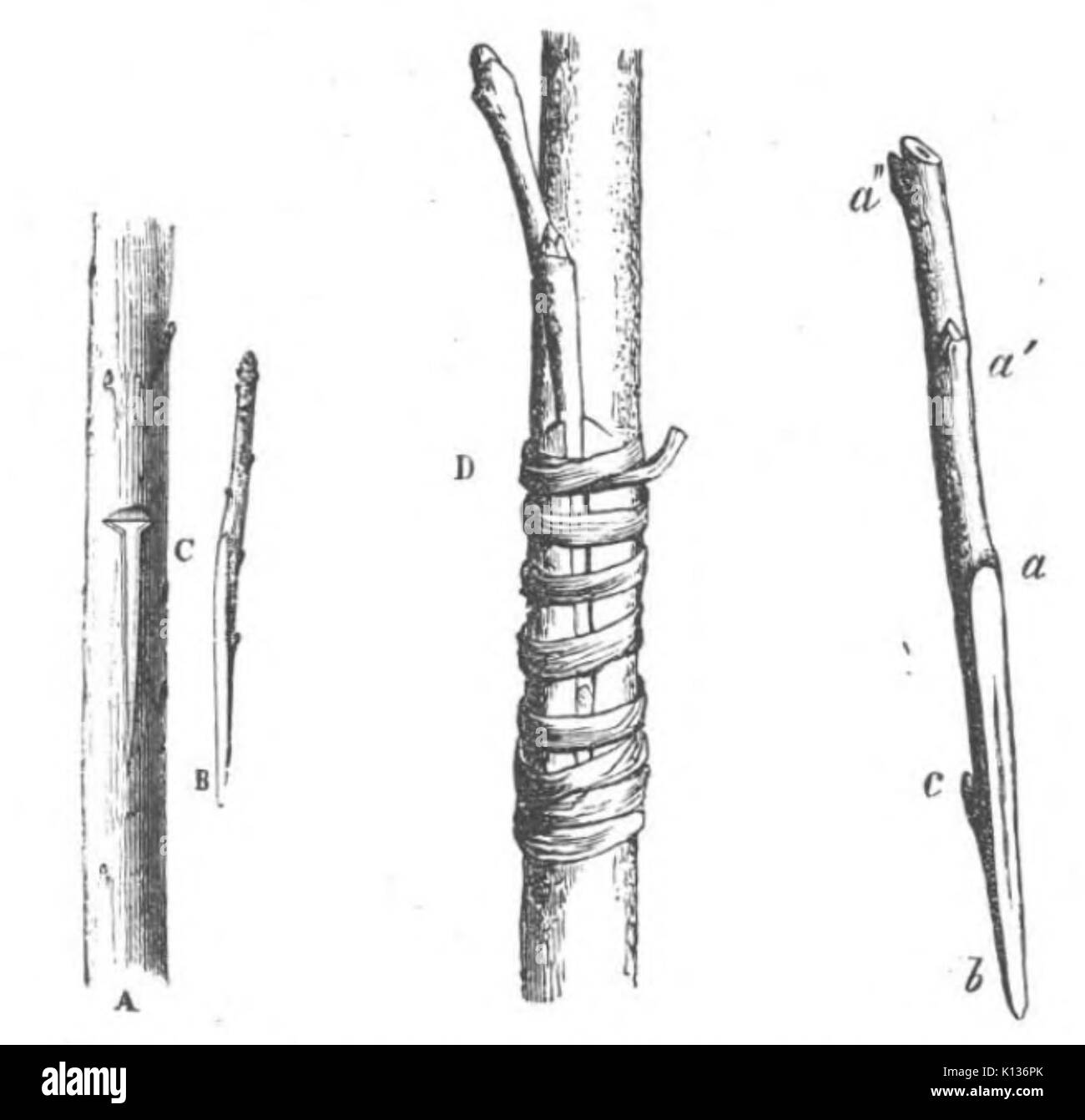 Greffer Cut Out Stock Images & Pictures - Alamy