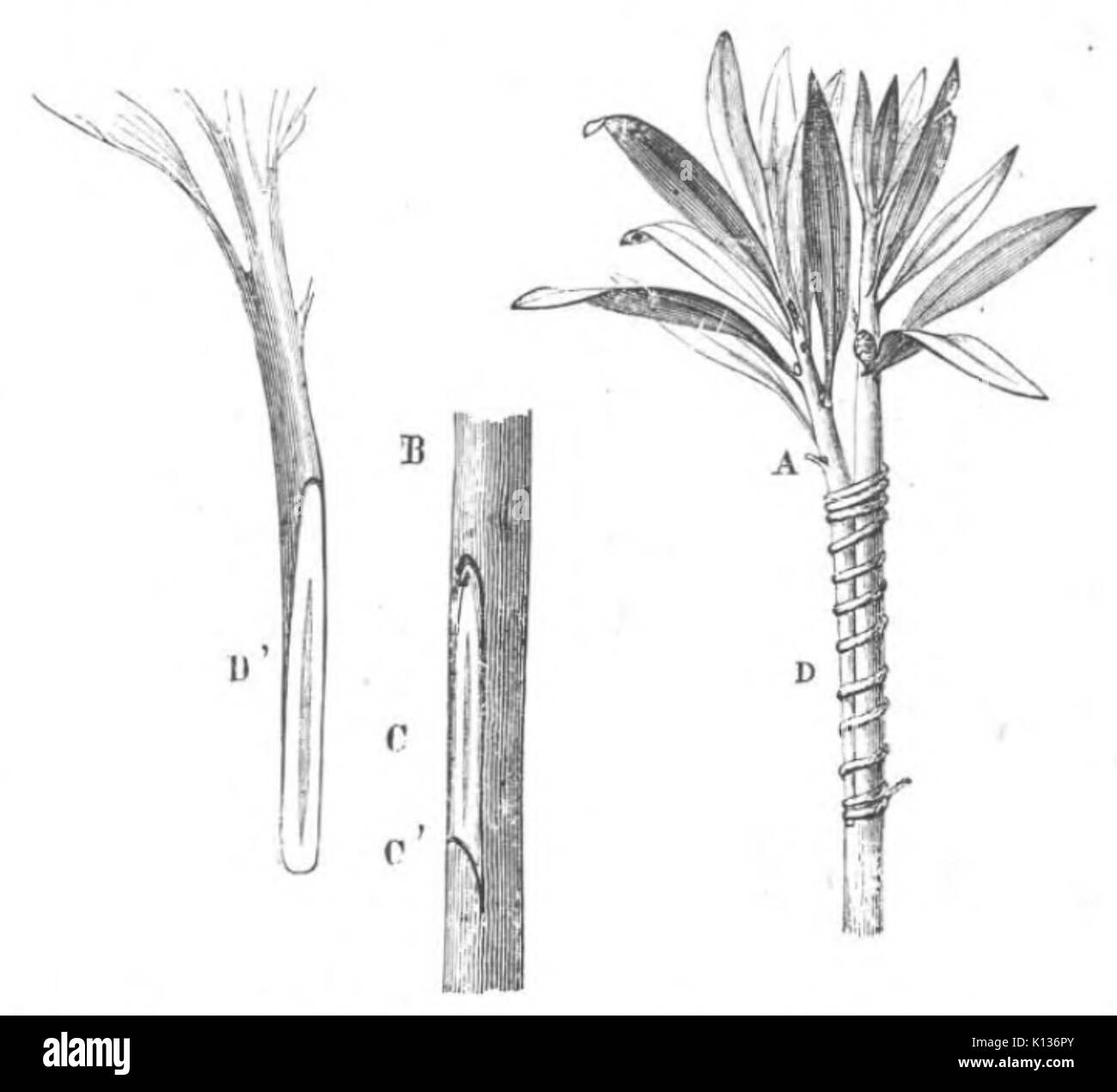 Baltet L'art de greffer fig55 Stock Photo - Alamy