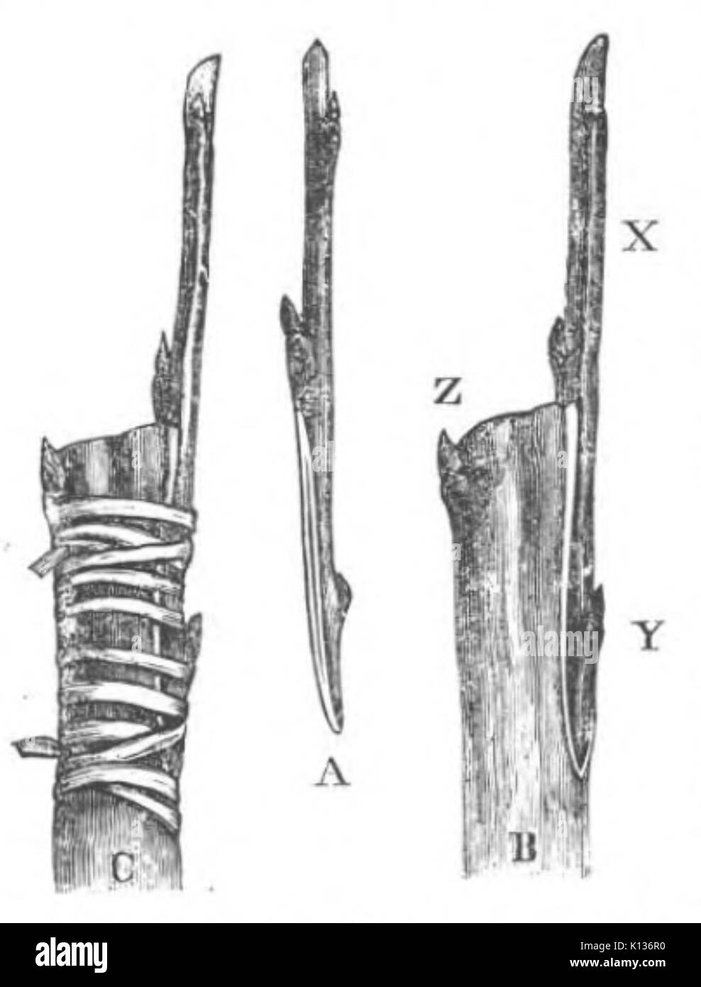 Baltet L'art de greffer fig54 Stock Photo - Alamy