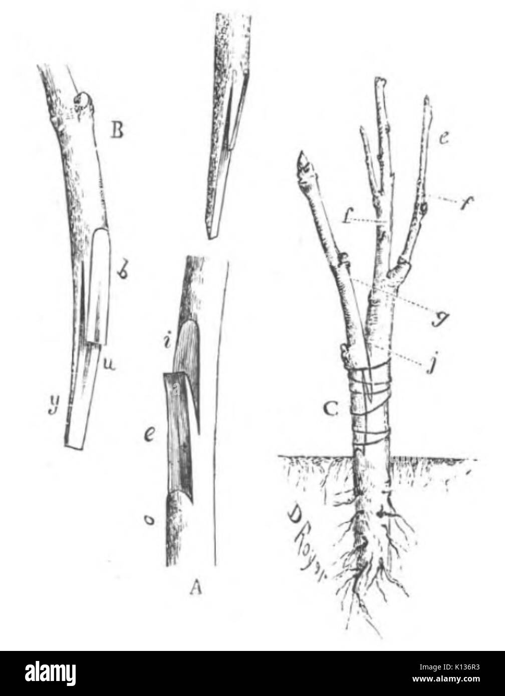 Greffer Cut Out Stock Images & Pictures - Alamy