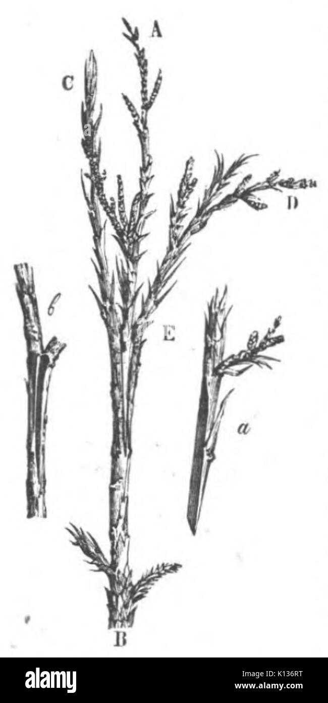 Baltet L'art de greffer fig77 Stock Photo - Alamy