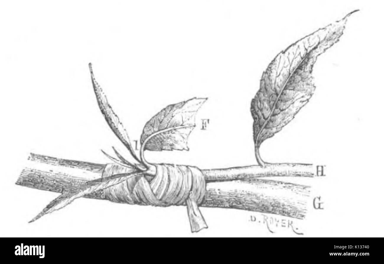 Propagation from grafting Black and White Stock Photos & Images - Alamy