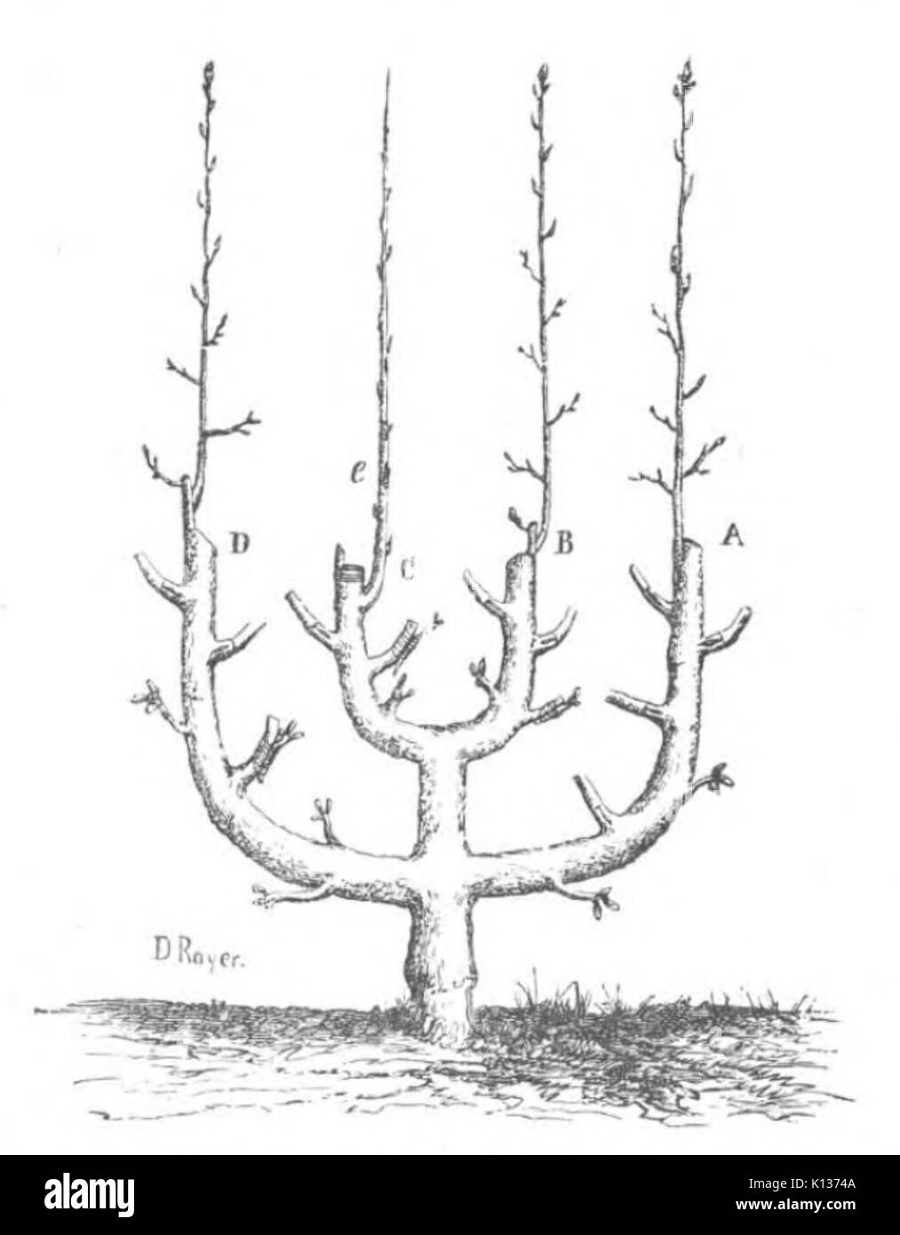 Baltet L'art de greffer fig156 Stock Photo - Alamy