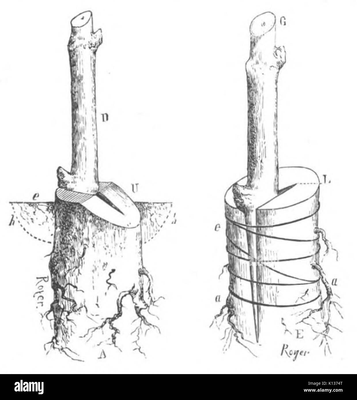 Greffer Cut Out Stock Images & Pictures - Alamy