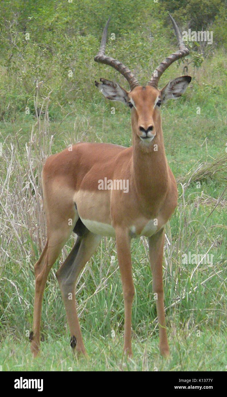 Adult impala male Stock Photo - Alamy