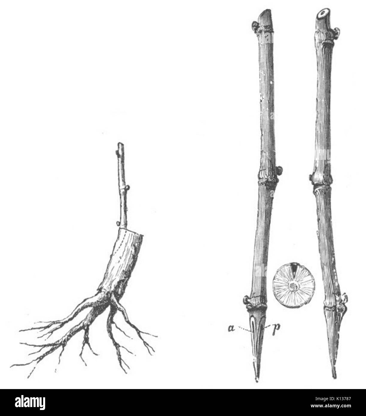 Grafting process art hi-res stock photography and images - Alamy