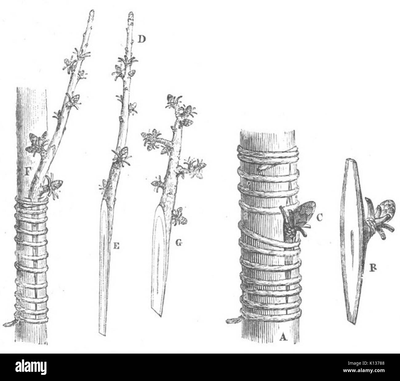 Methods of grafting hi-res stock photography and images - Alamy