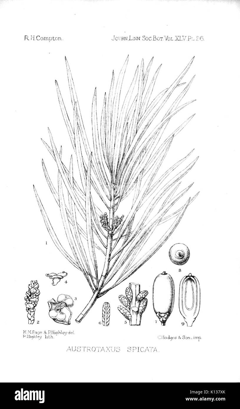 Austrotaxus spicata line drawing Stock Photo - Alamy
