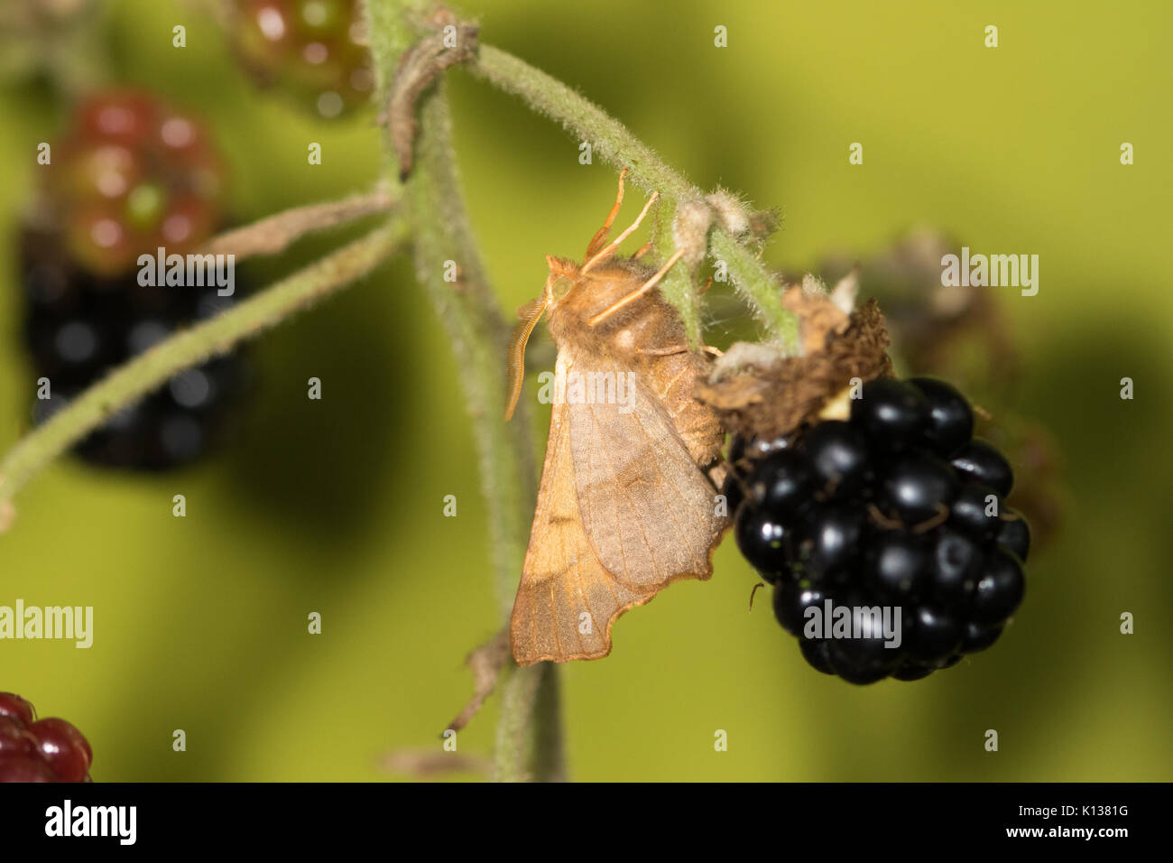 The dusky thorn moth hi-res stock photography and images - Alamy