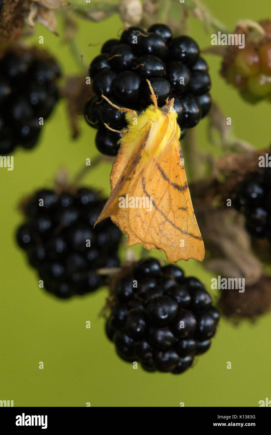 Macromoth hi-res stock photography and images - Alamy