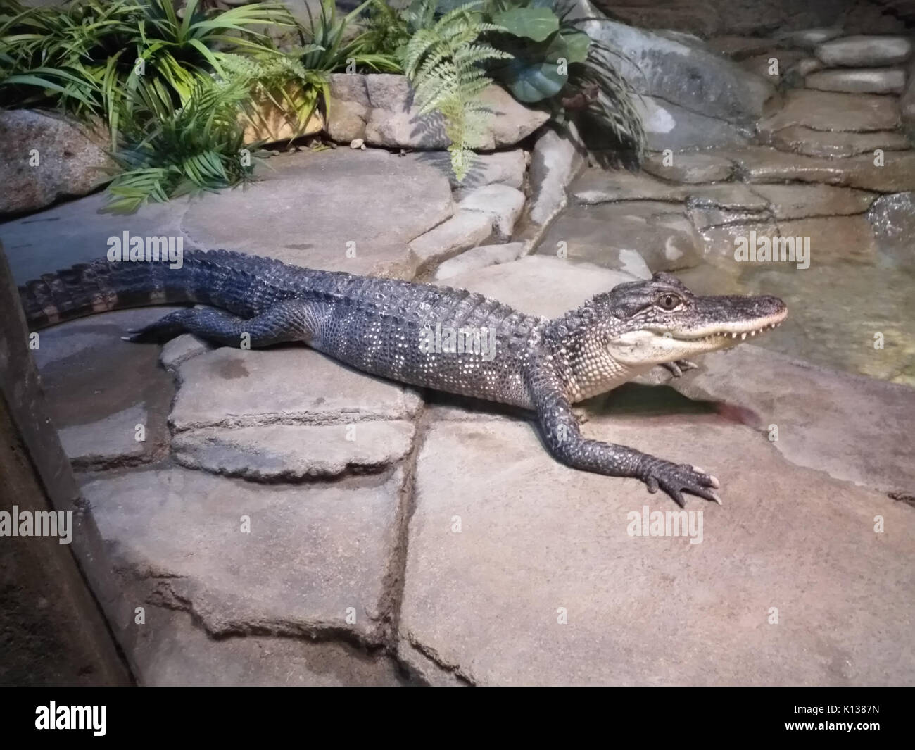 Alligator Canberra Zoo Stock Photo - Alamy