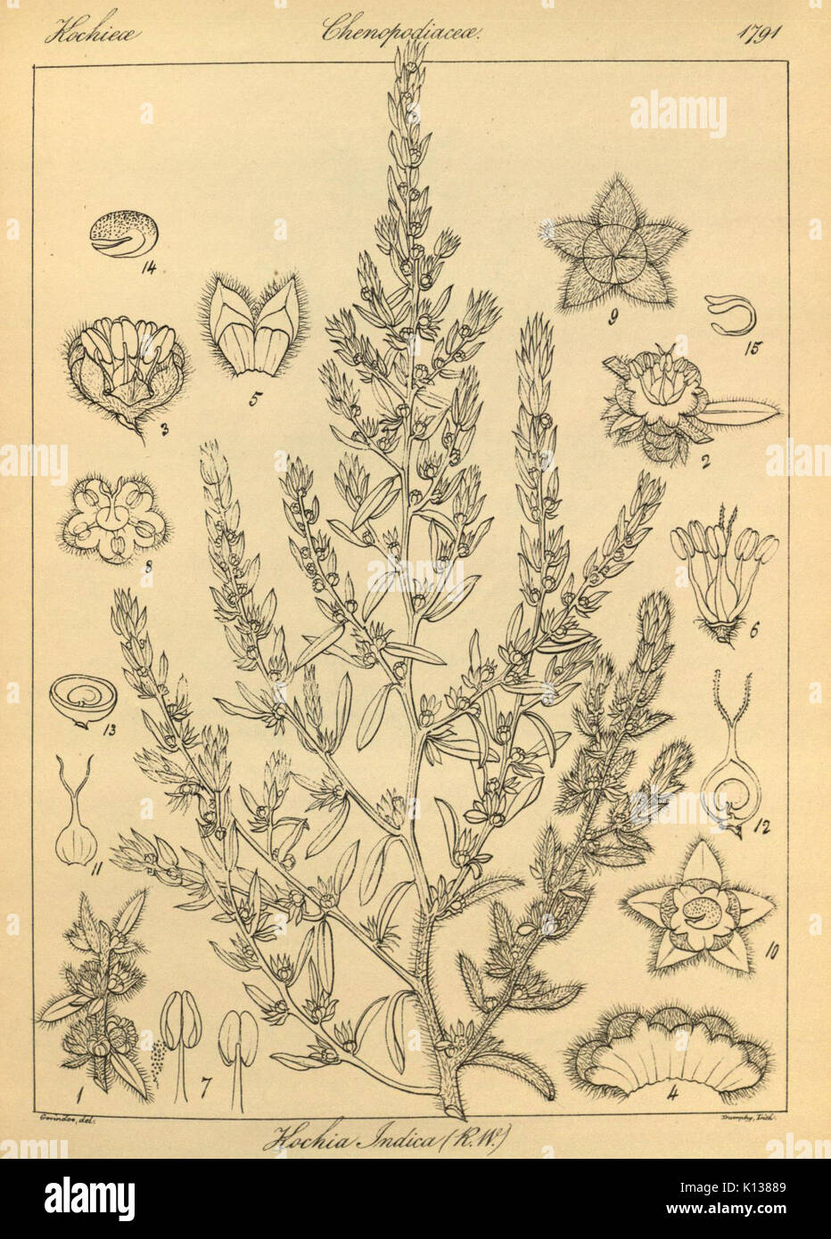 Indica plants hi-res stock photography and images - Alamy