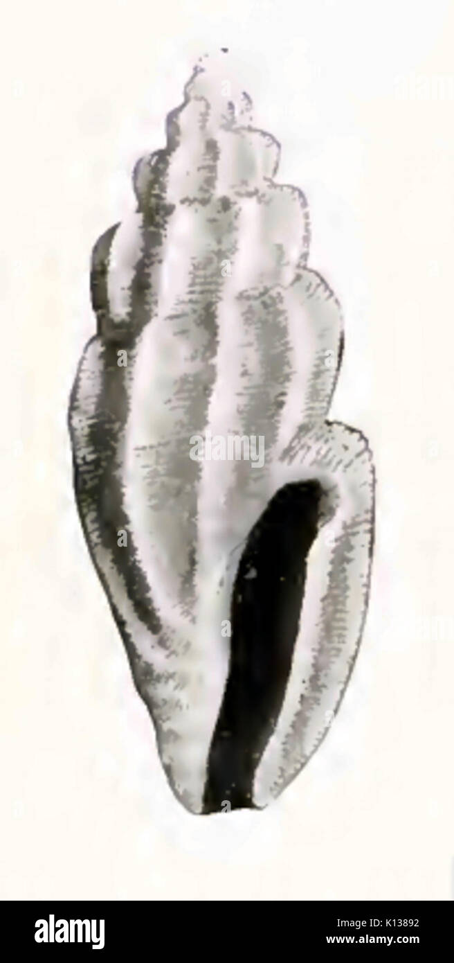 Alcippe hi-res stock photography and images - Alamy